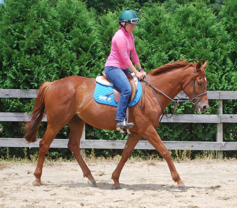 Halny - Mid-Atlantic Horse Rescue MidAtlantic Horse Rescue