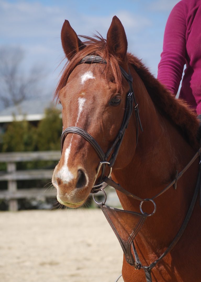 Halny - Mid-Atlantic Horse Rescue MidAtlantic Horse Rescue