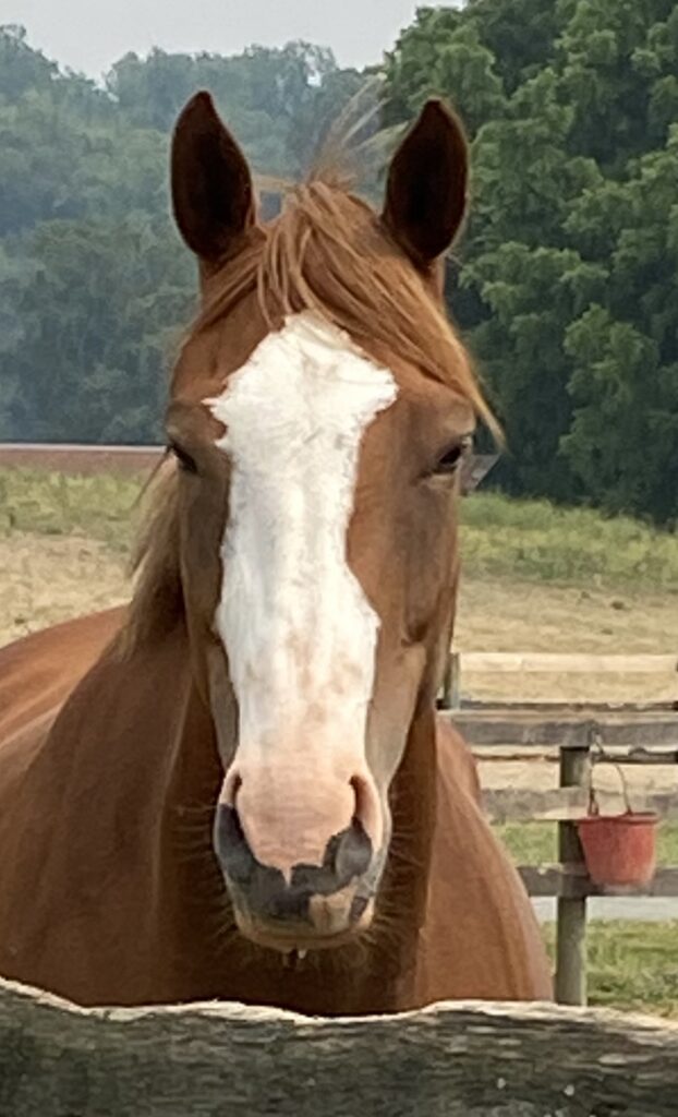 Golden Moon Shine - Mid-Atlantic Horse Rescue MidAtlantic Horse Rescue
