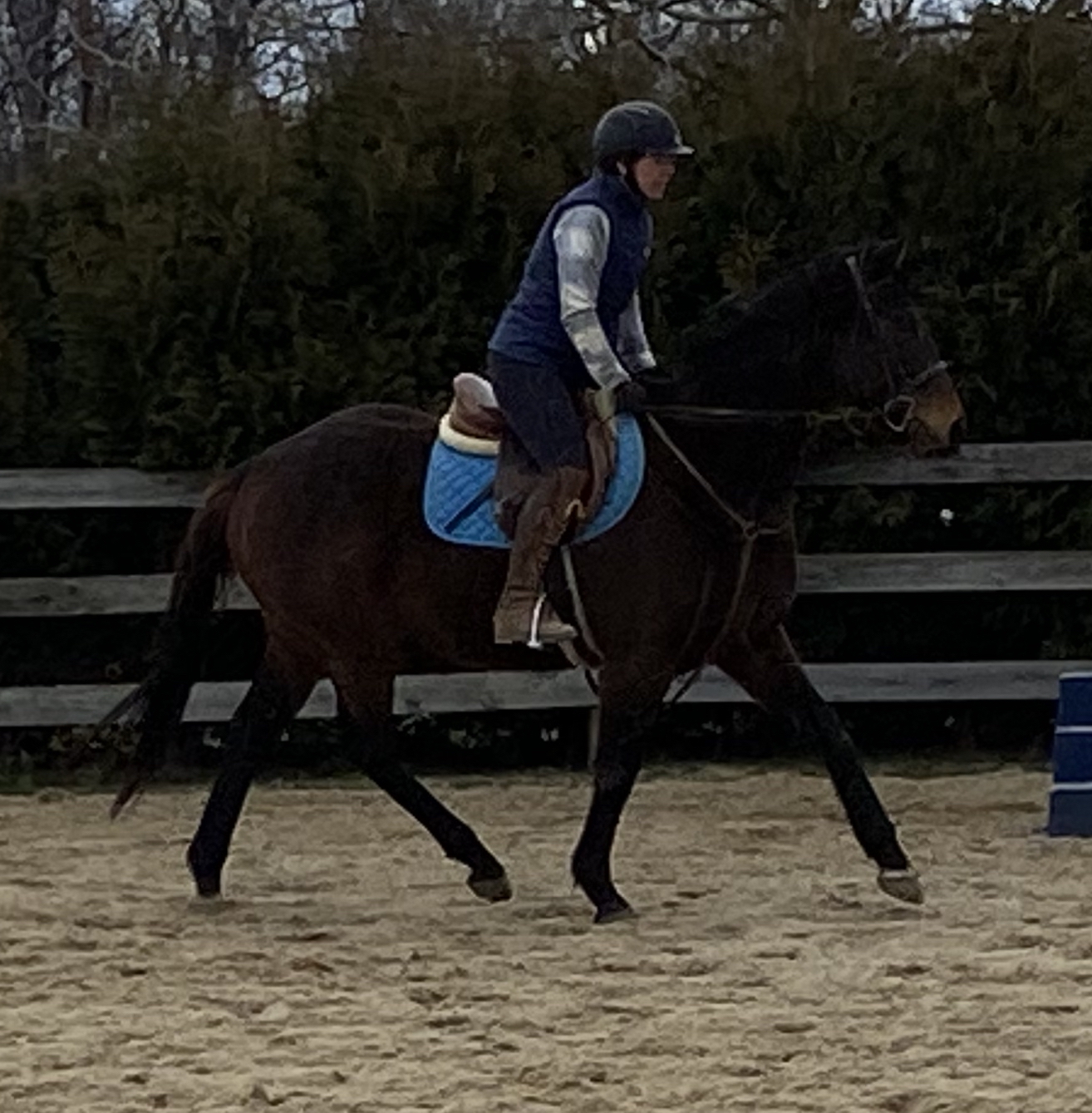 Golden Remedy - Mid-Atlantic Horse Rescue MidAtlantic Horse Rescue
