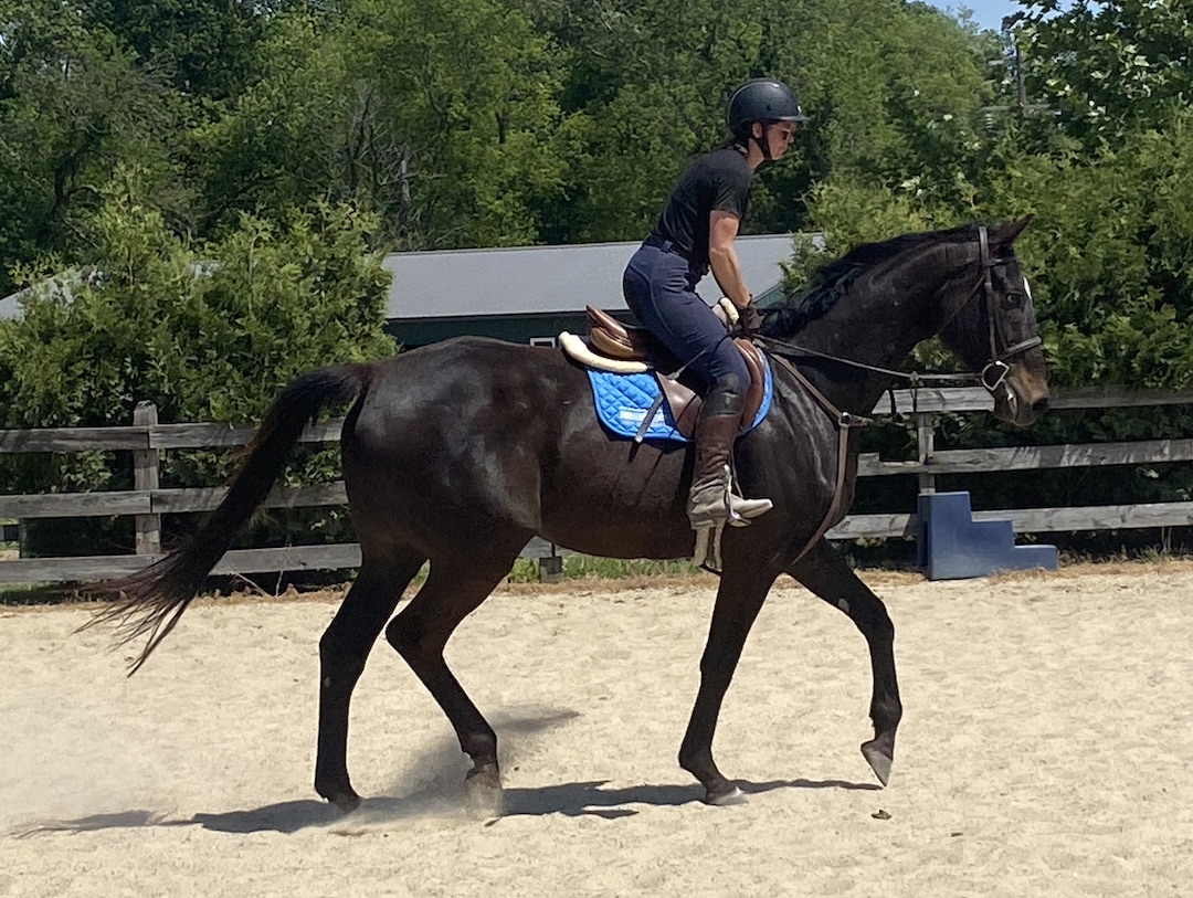 Georgia Pines - Mid-Atlantic Horse Rescue MidAtlantic Horse Rescue