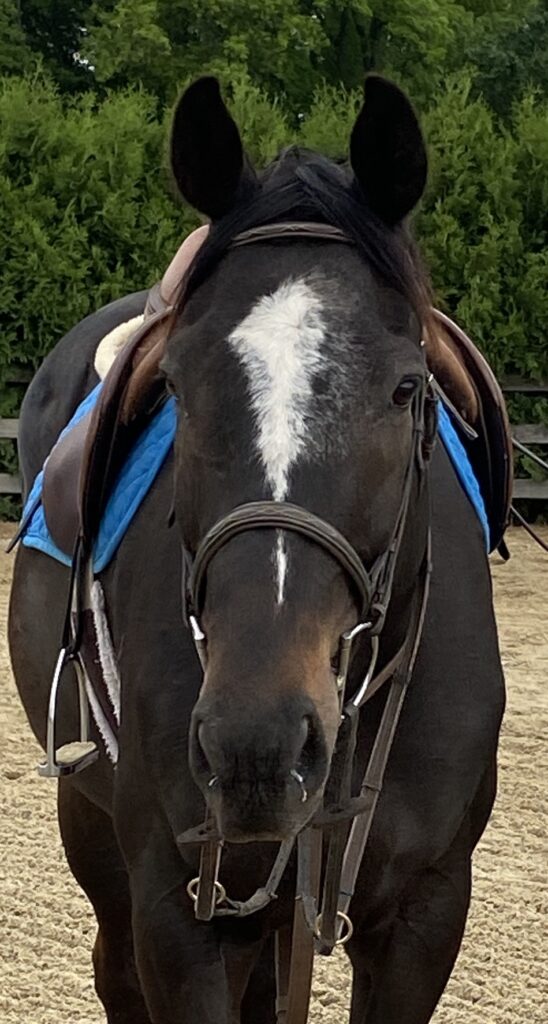 Georgia Pines - Mid-Atlantic Horse Rescue MidAtlantic Horse Rescue