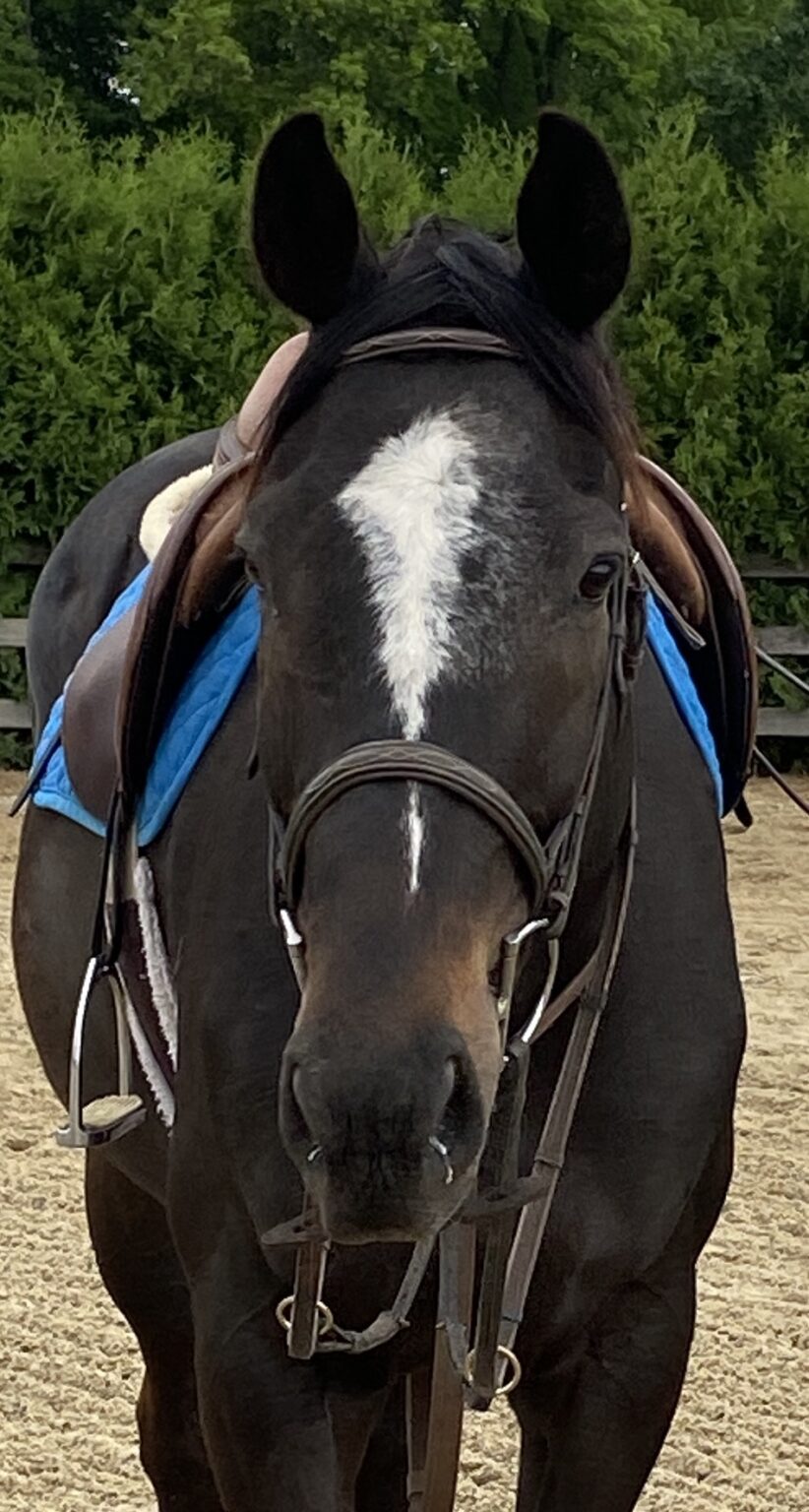 Georgia Pines - Mid-Atlantic Horse Rescue MidAtlantic Horse Rescue