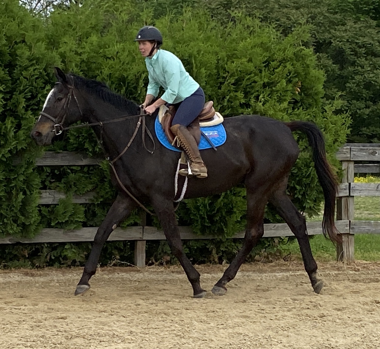 Georgia Pines - Mid-Atlantic Horse Rescue MidAtlantic Horse Rescue