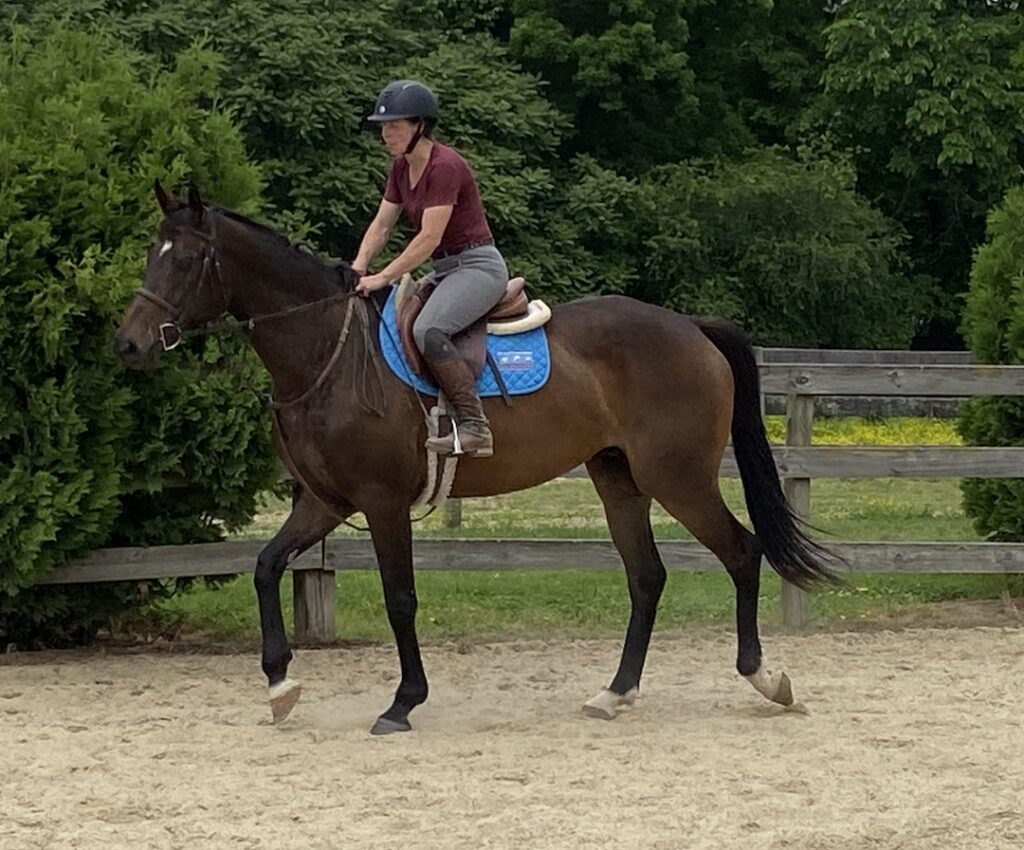 Relentless Lion - Mid-Atlantic Horse Rescue MidAtlantic Horse Rescue