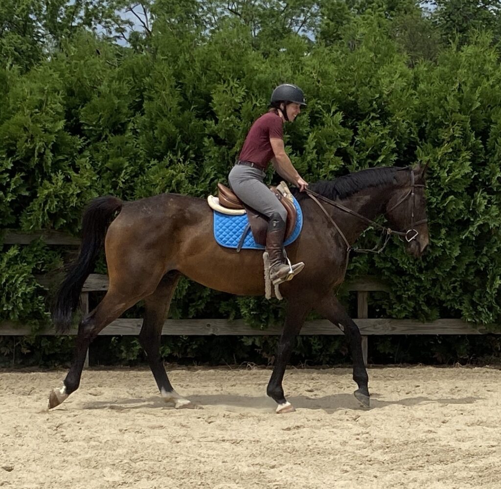 Relentless Lion - Mid-Atlantic Horse Rescue MidAtlantic Horse Rescue