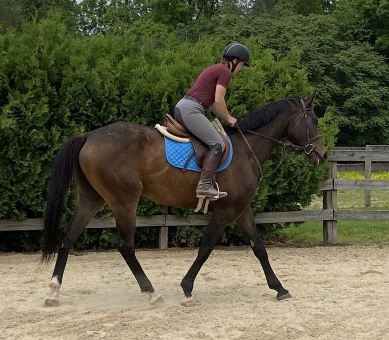 Relentless Lion - Mid-Atlantic Horse Rescue MidAtlantic Horse Rescue