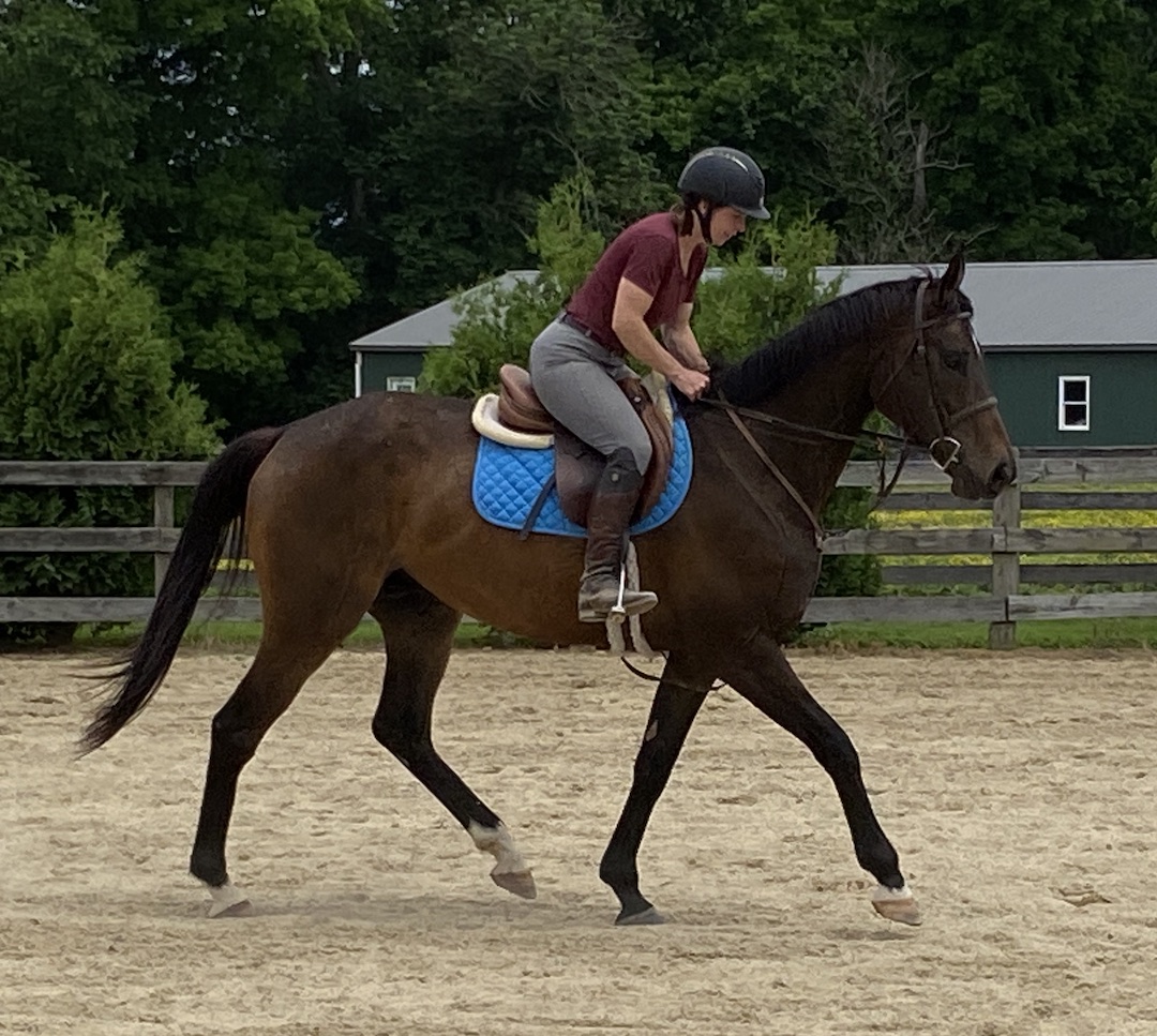 Relentless Lion - Mid-Atlantic Horse Rescue MidAtlantic Horse Rescue