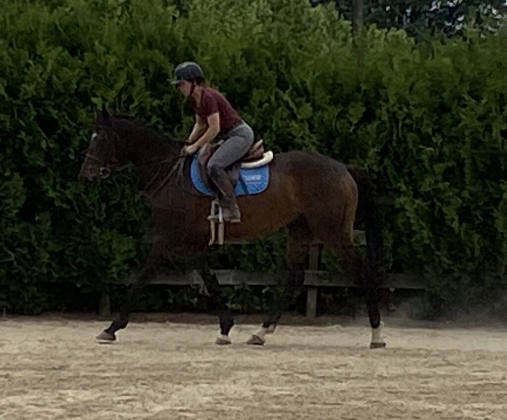 Relentless Lion - Mid-Atlantic Horse Rescue MidAtlantic Horse Rescue