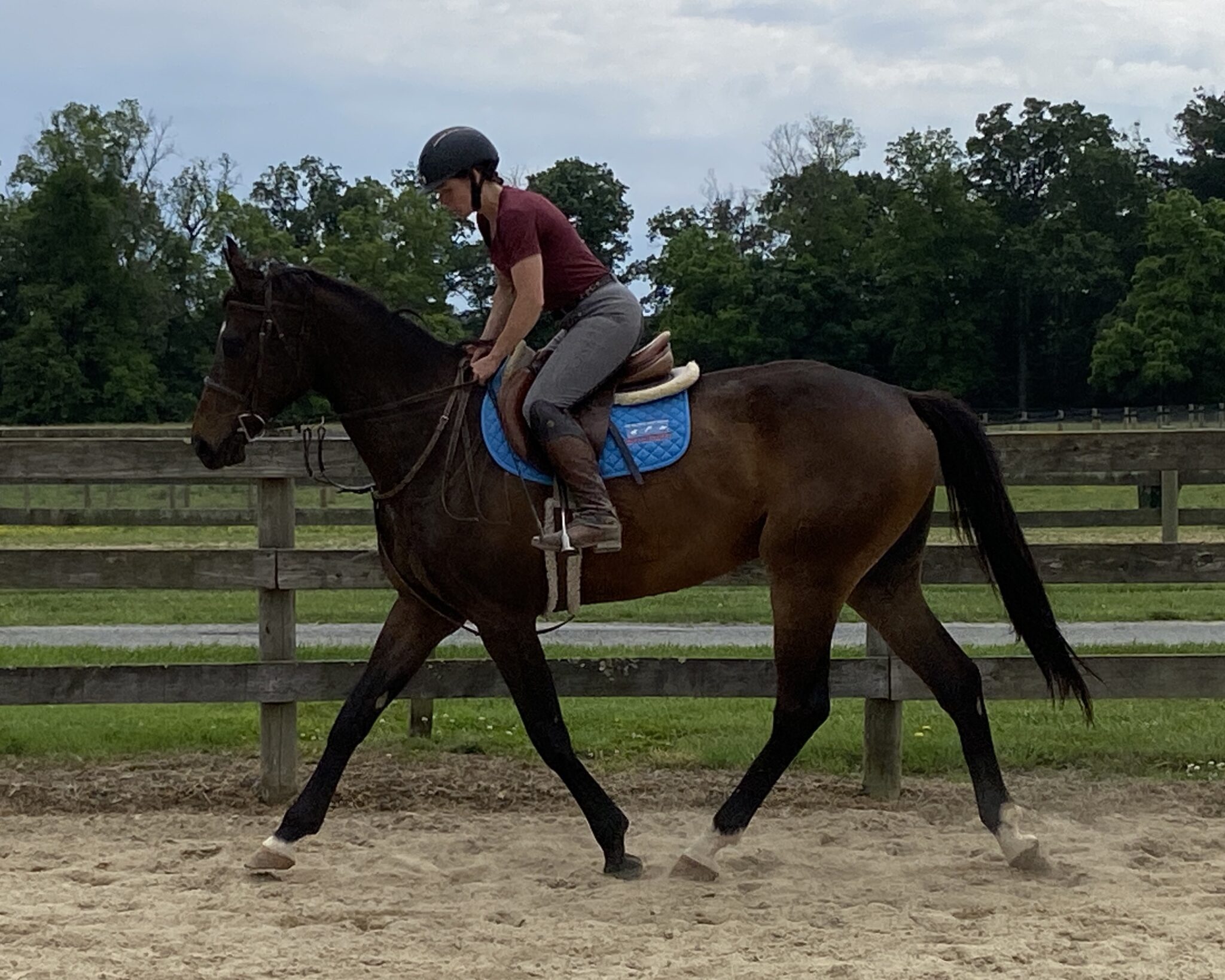 Relentless Lion - Mid-Atlantic Horse Rescue MidAtlantic Horse Rescue
