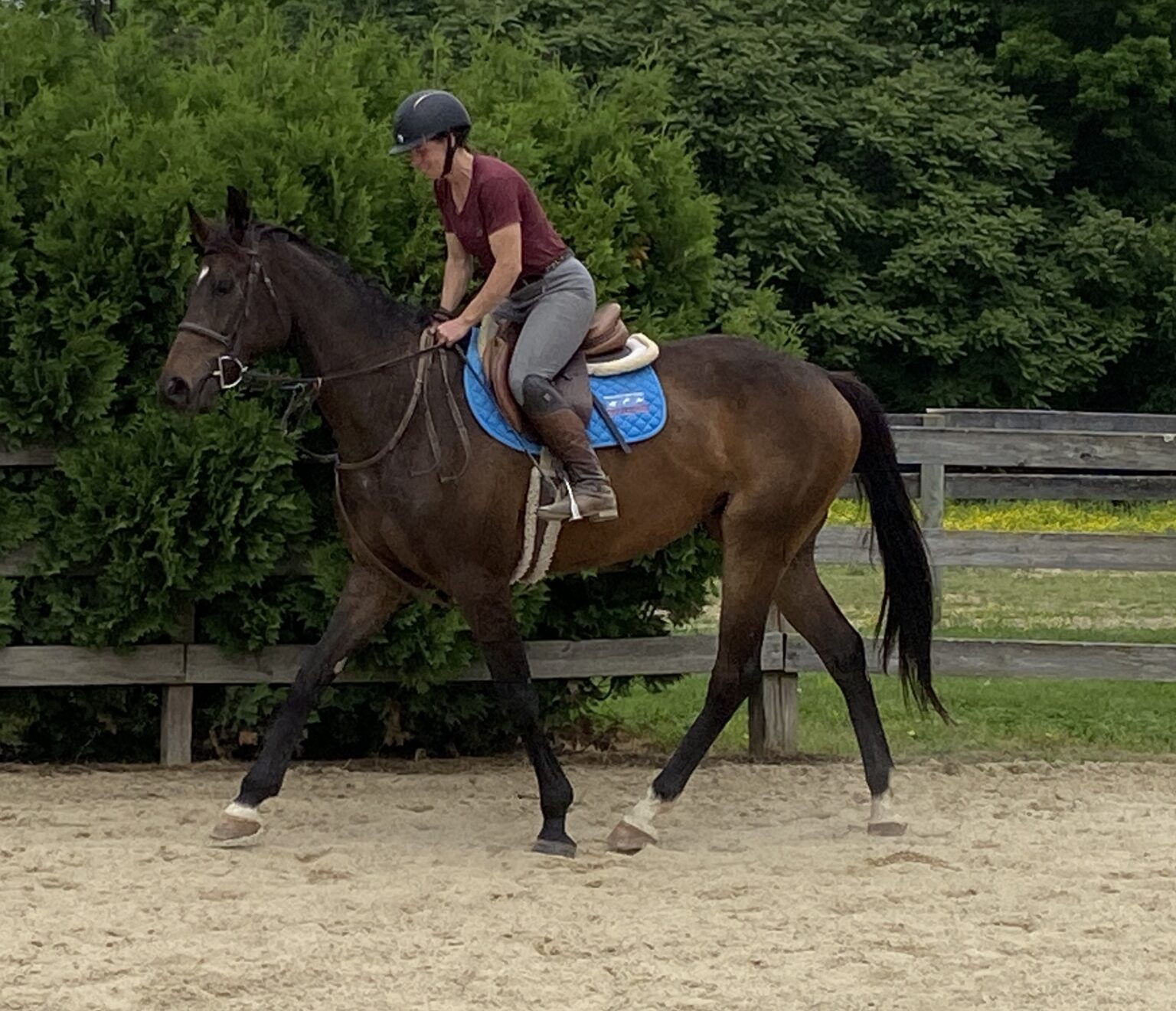 Relentless Lion - Mid-Atlantic Horse Rescue MidAtlantic Horse Rescue