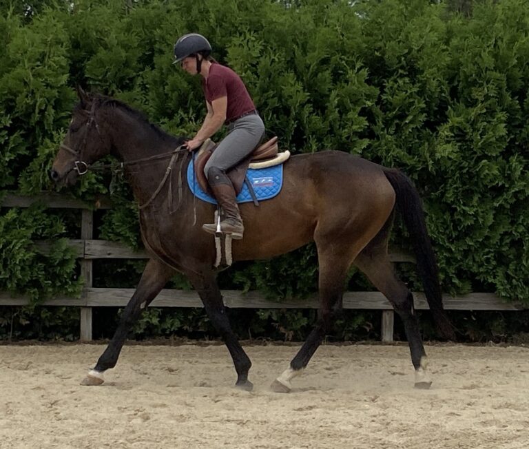 Relentless Lion - Mid-Atlantic Horse Rescue MidAtlantic Horse Rescue