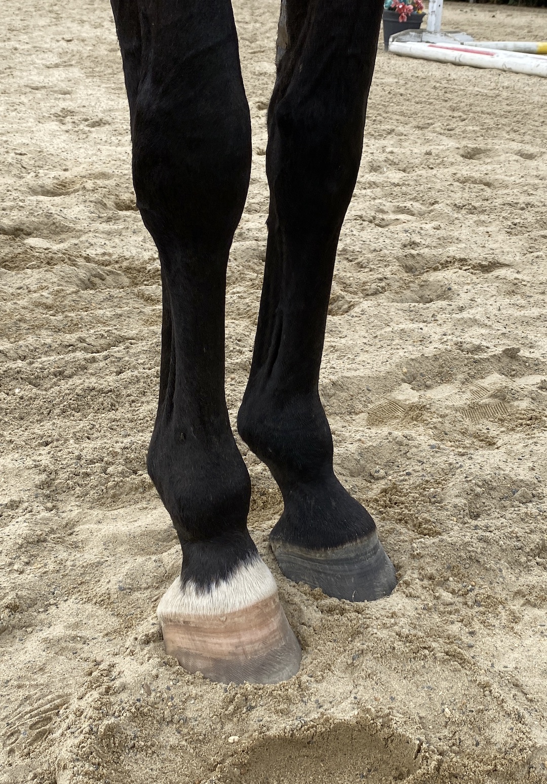 Relentless Lion - Mid-Atlantic Horse Rescue MidAtlantic Horse Rescue