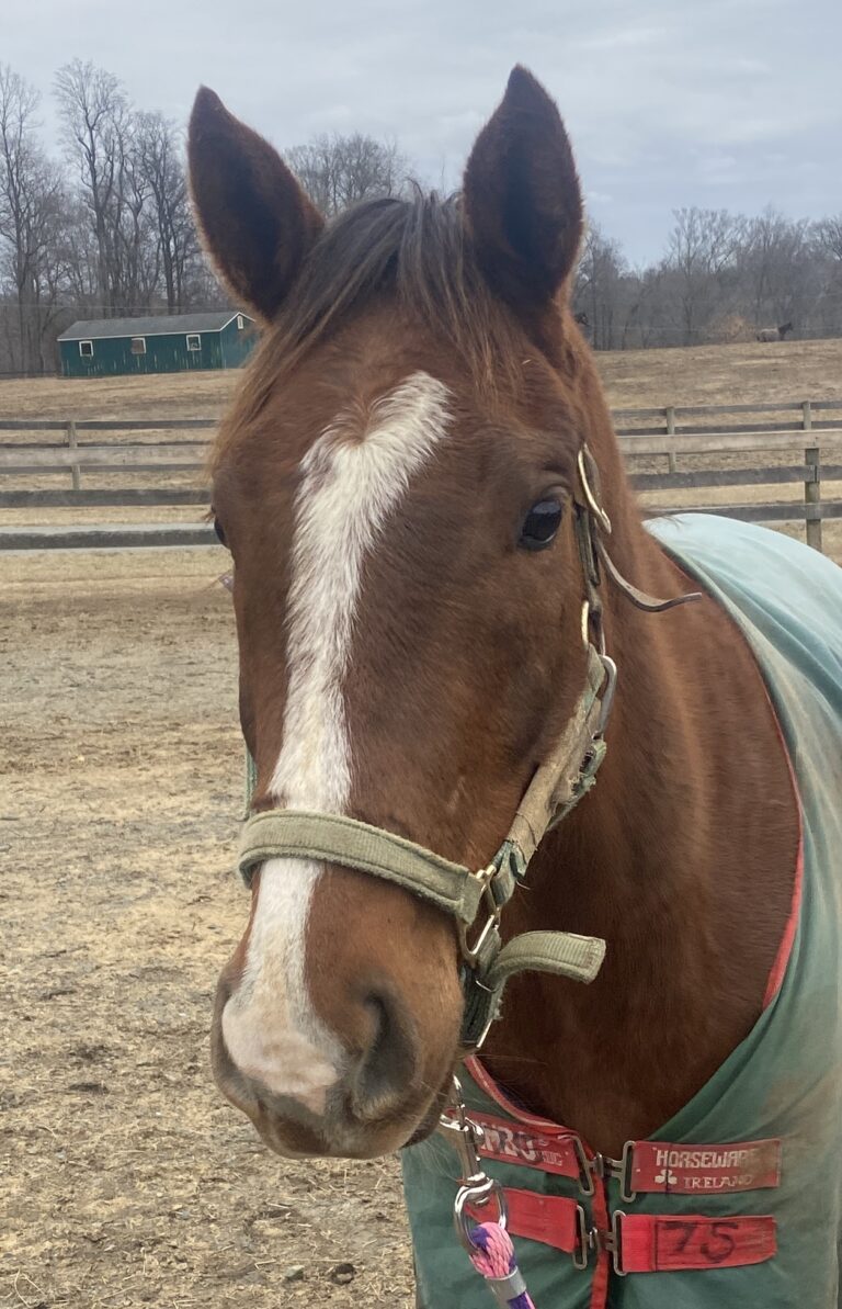 Insouciant - Mid-Atlantic Horse Rescue MidAtlantic Horse Rescue