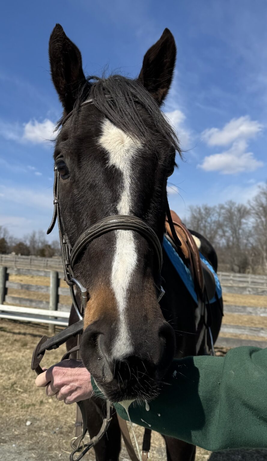 Major Cam - Mid-Atlantic Horse Rescue MidAtlantic Horse Rescue