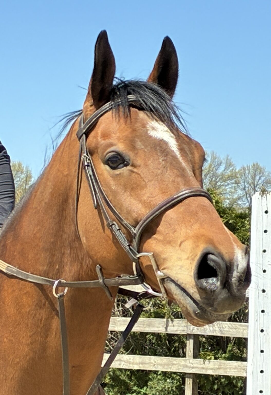 Stalking - Mid-Atlantic Horse Rescue MidAtlantic Horse Rescue