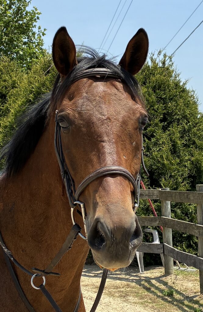 Time to Move - Mid-Atlantic Horse Rescue MidAtlantic Horse Rescue