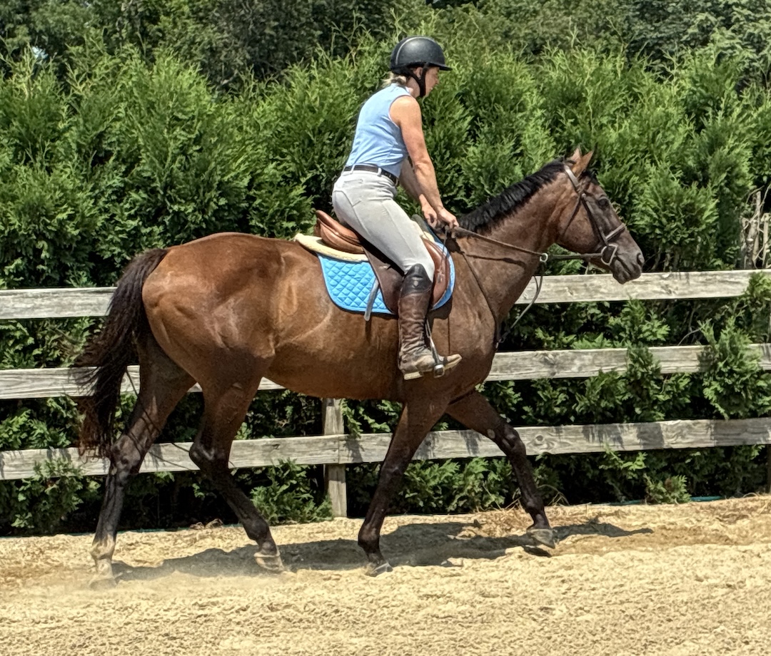Lady of Samaria - Mid-Atlantic Horse Rescue MidAtlantic Horse Rescue