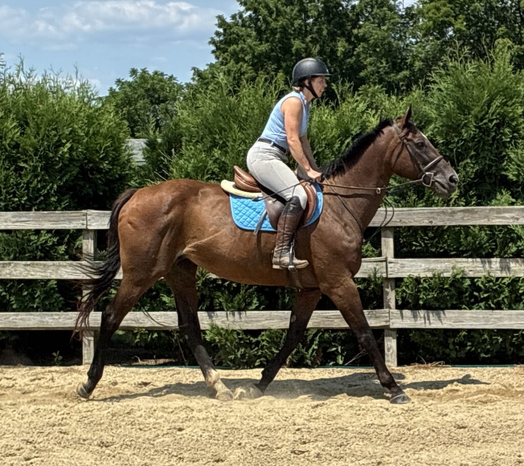 Lady of Samaria - Mid-Atlantic Horse Rescue MidAtlantic Horse Rescue