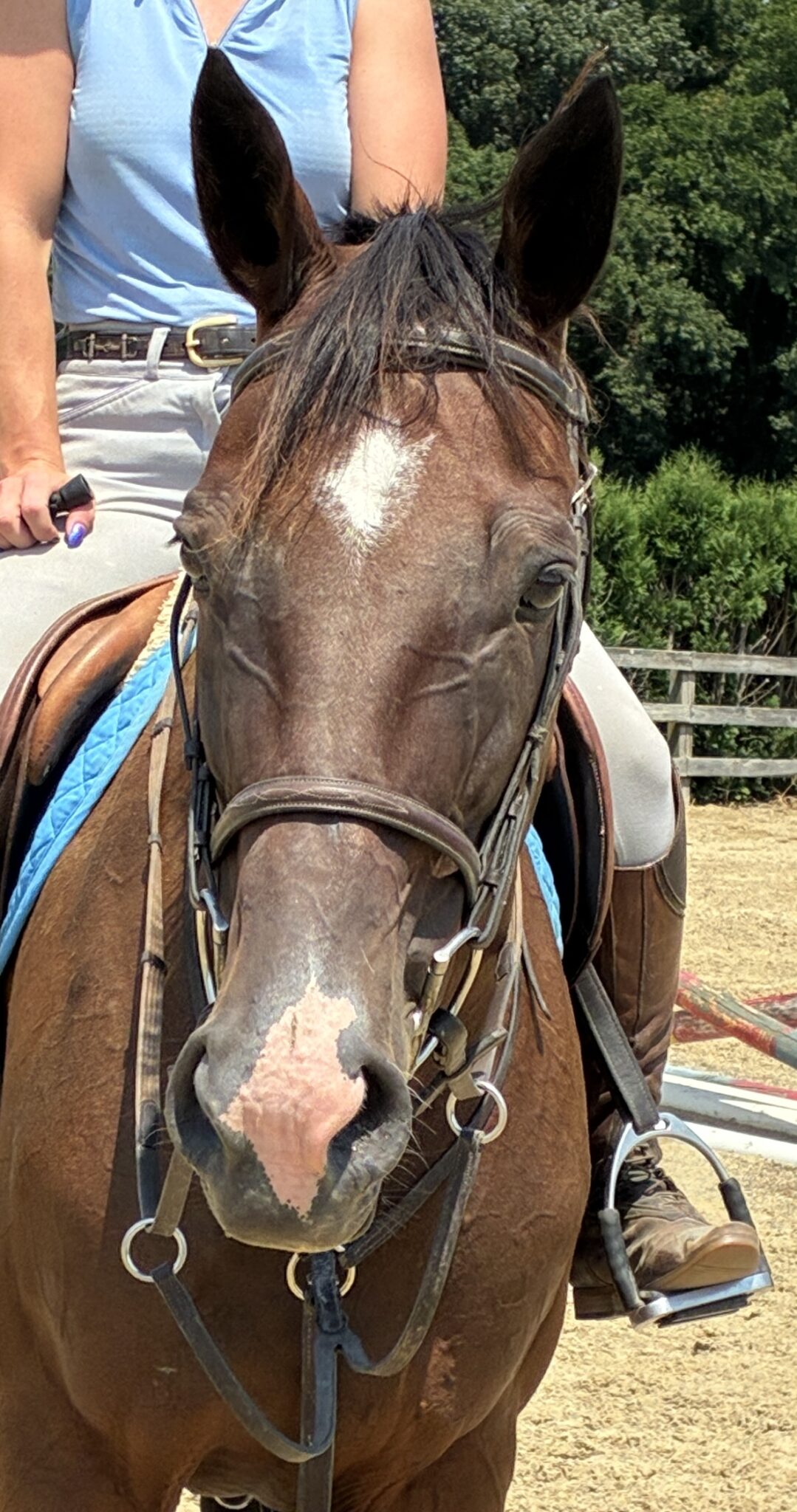 Lady of Samaria - Mid-Atlantic Horse Rescue MidAtlantic Horse Rescue