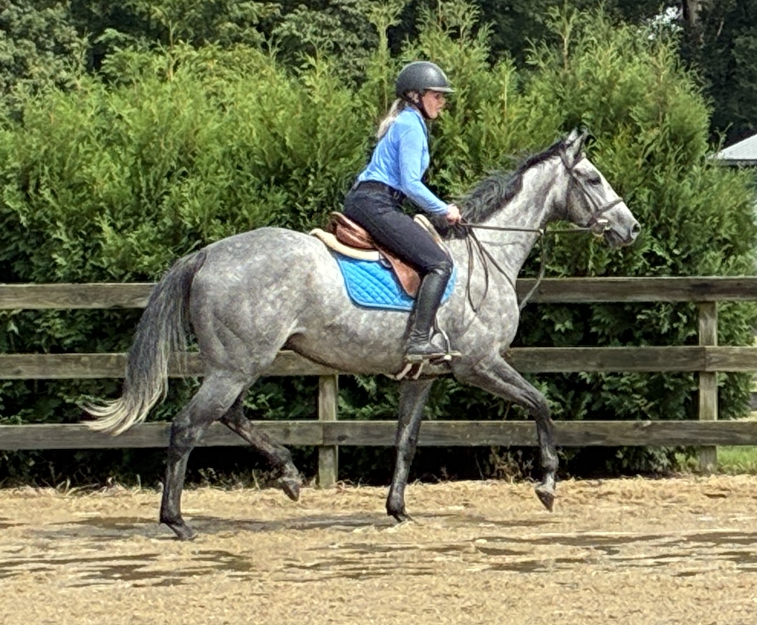 Pull No Punches - Mid-Atlantic Horse Rescue MidAtlantic Horse Rescue