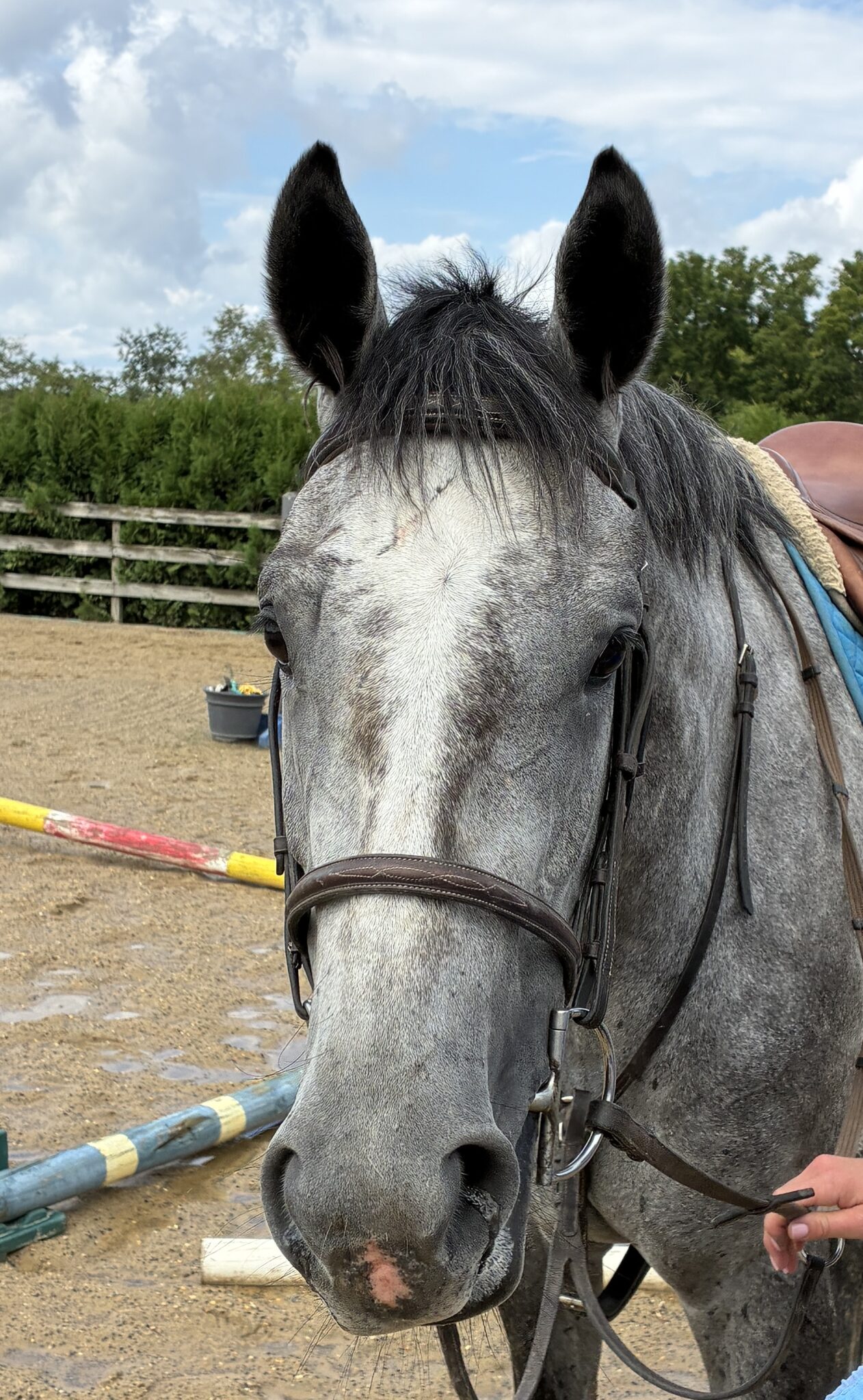 Pull No Punches - Mid-Atlantic Horse Rescue MidAtlantic Horse Rescue